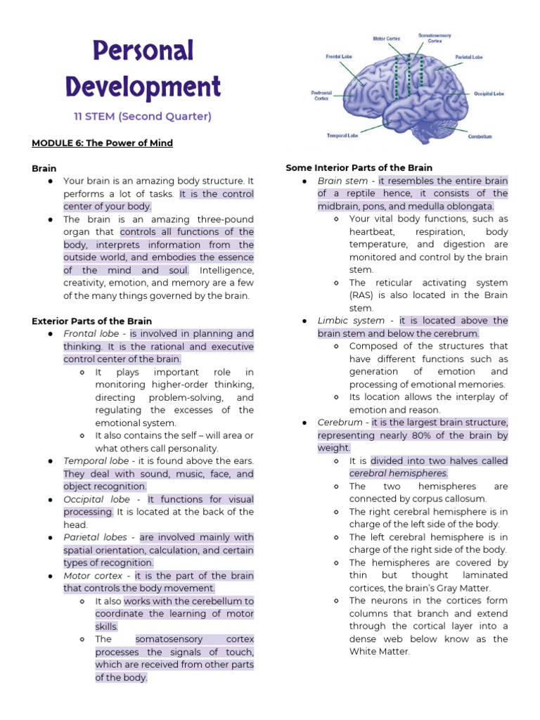 Personal Development (Second Quarter) | PDF | Cerebral Cortex | Neuron