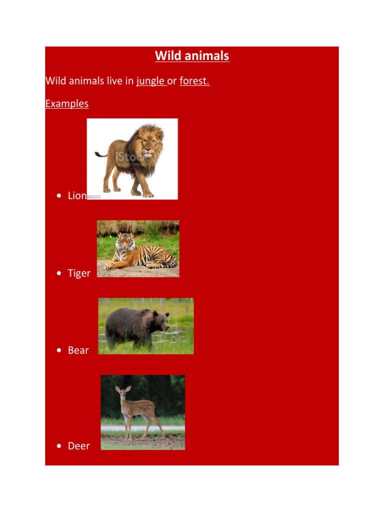 Wild Animals: Wild Animals Live in Jungle or Forest. Examples | PDF