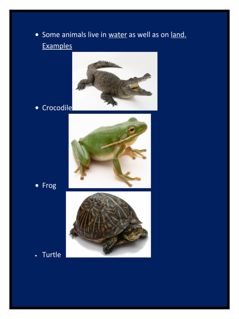 Animals that Thrive Both in Water and on Land: Crocodiles, Frogs, and ...
