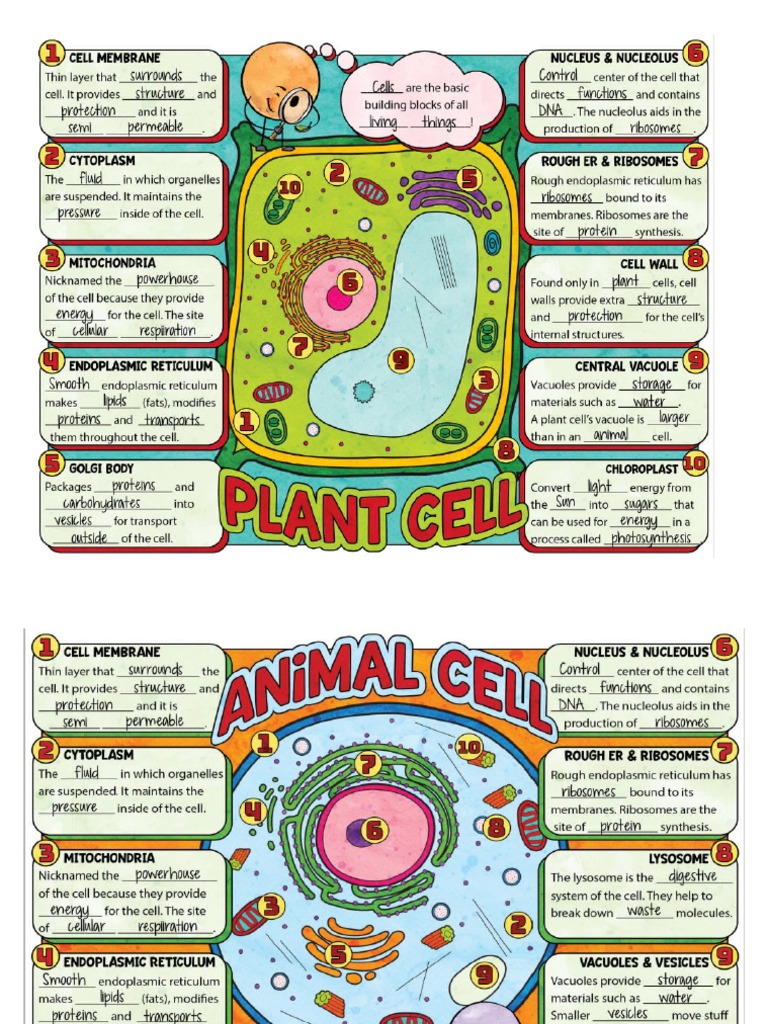 Plant and Animal Cells Completed Doodle Notes | PDF