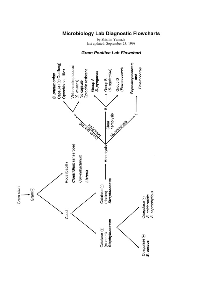 Gram Positive Rods Flowchart