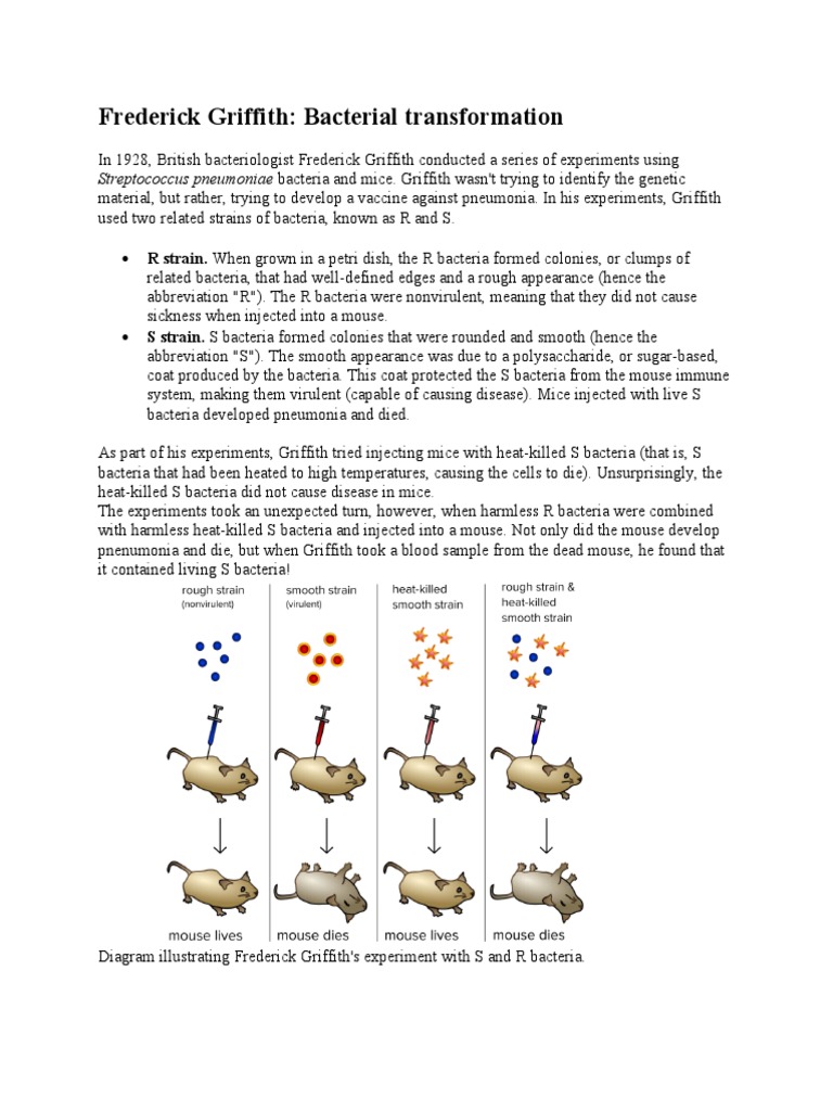 Frederick Griffith: Bacterial Transformation | PDF | Microbiology | Biology