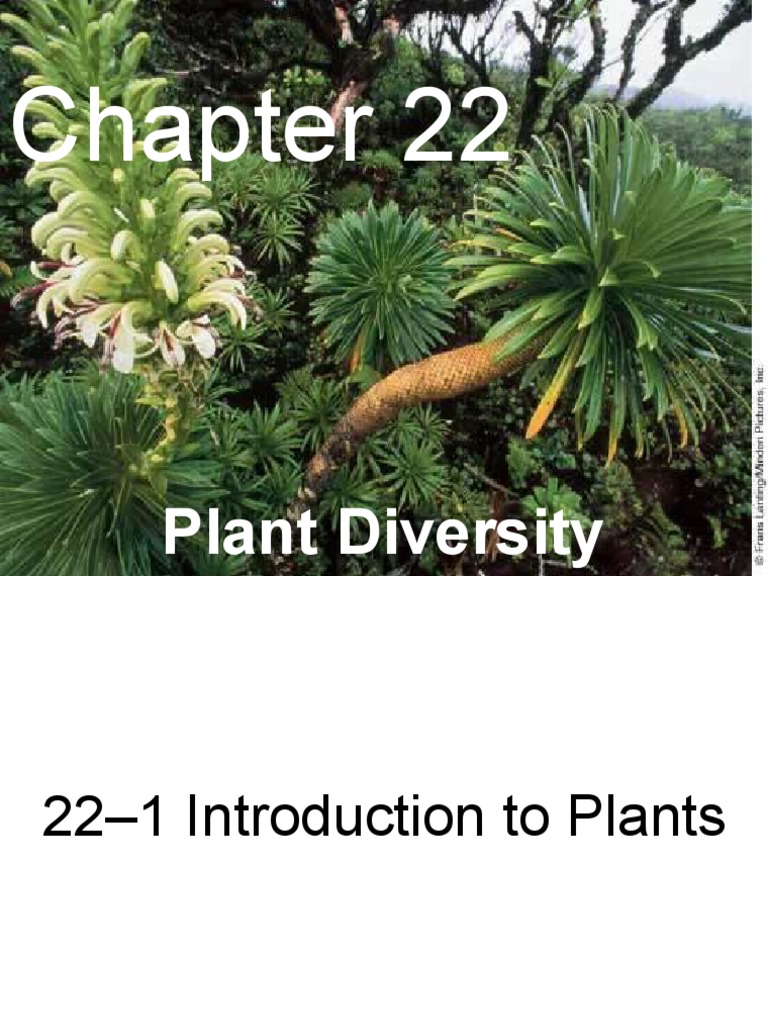 Plant Diversity | PDF | Plants | Seed