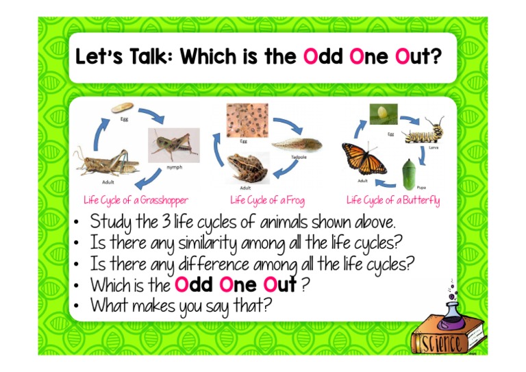 Odd One Out - Life Cycle | PDF