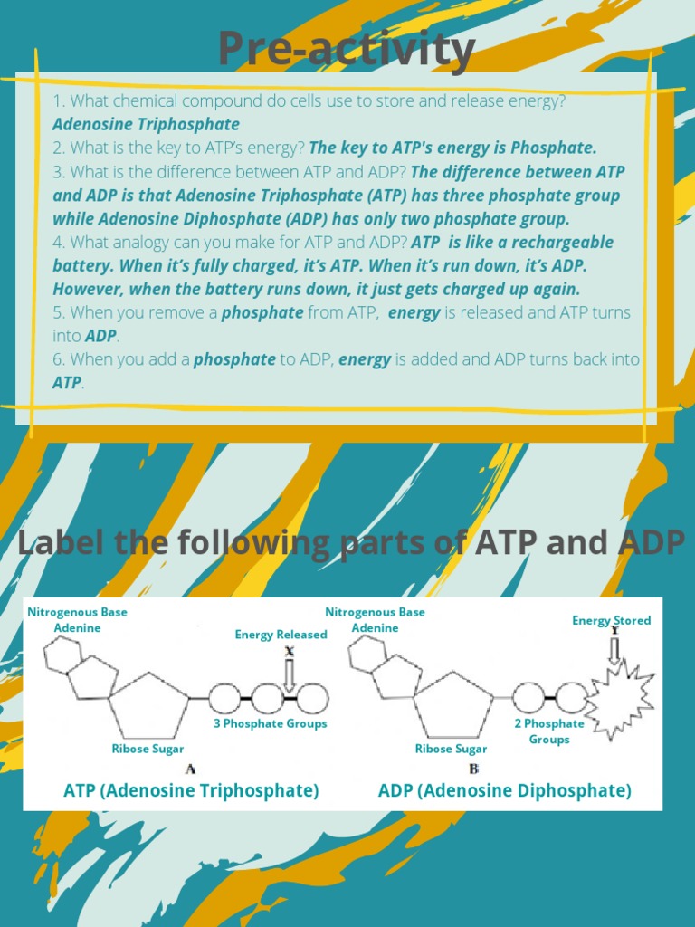 ATP and ADP: Energy Storage Explained | PDF | Adenosine Diphosphate ...