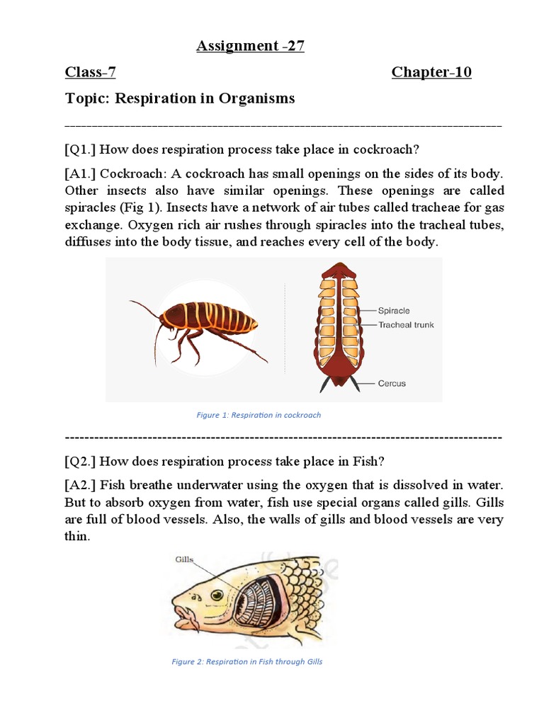 Figure 1: Respiration in Cockroach | PDF