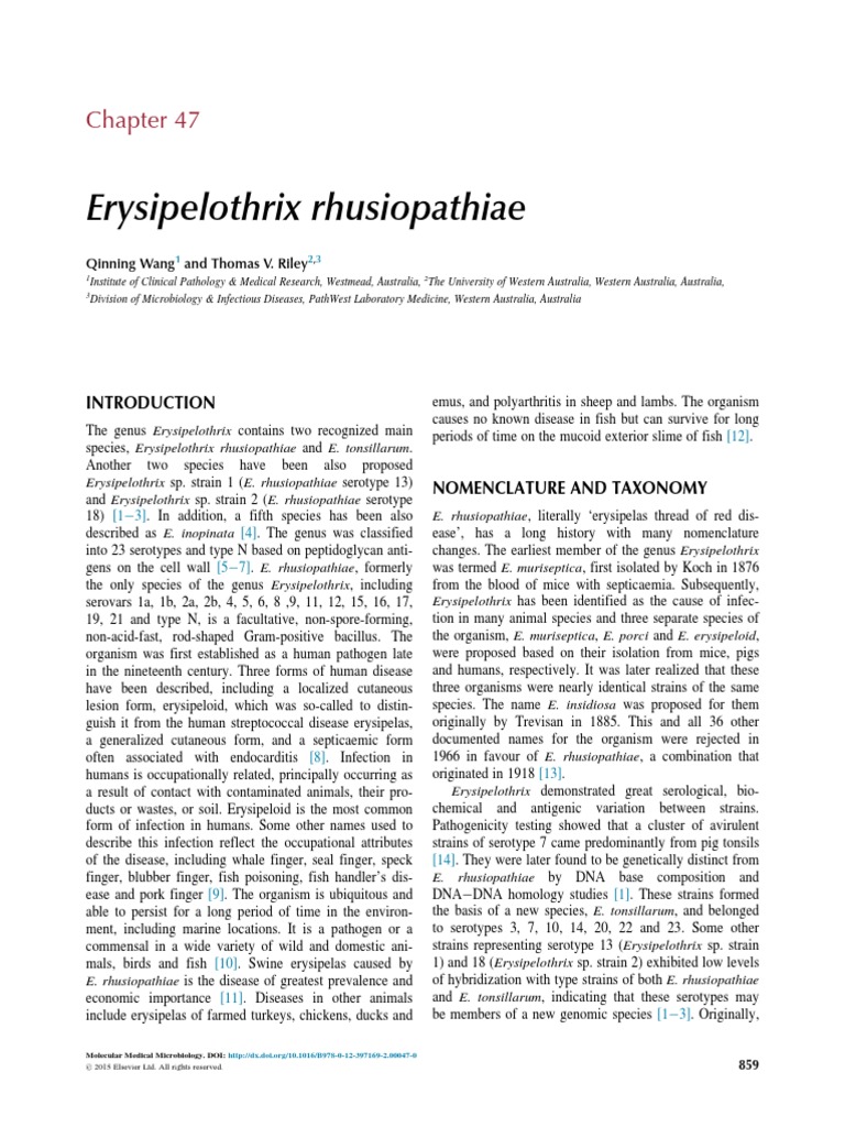 Erysipelothrix Rhusiopathiae: Molecular Medical Microbiology. DOI ...