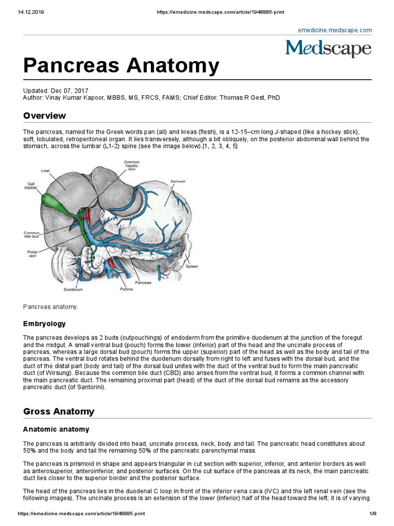 A Comprehensive Overview of Pancreas Anatomy including its Embryology ...