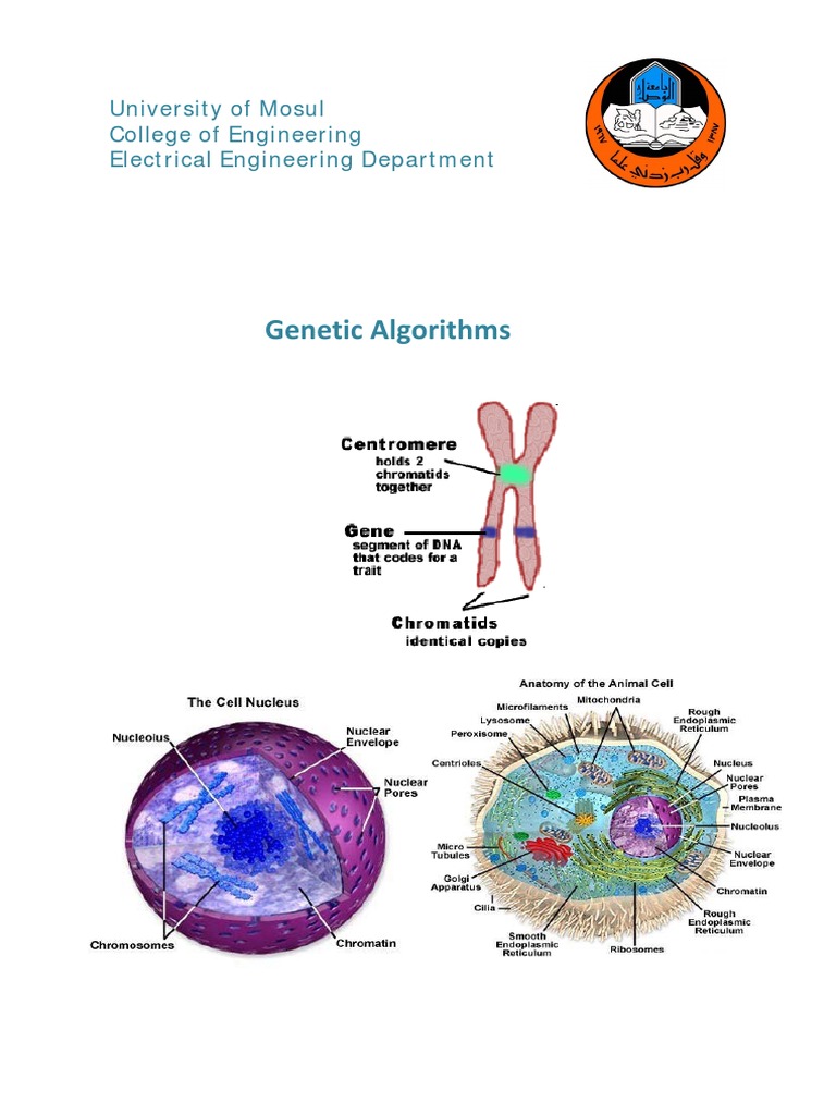 Optimization of Nonlinear Functions Using Genetic Algorithms | PDF | Genetic Algorithm ...