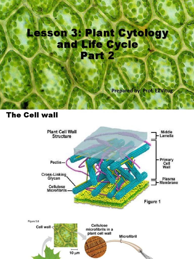 Plant Cytology and Life Cycles | PDF | Wellness | Science & Mathematics
