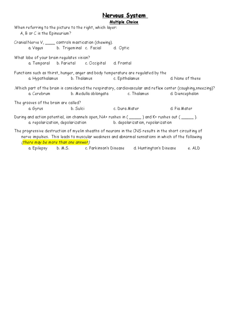 Nervous System: Multiple Choice | PDF