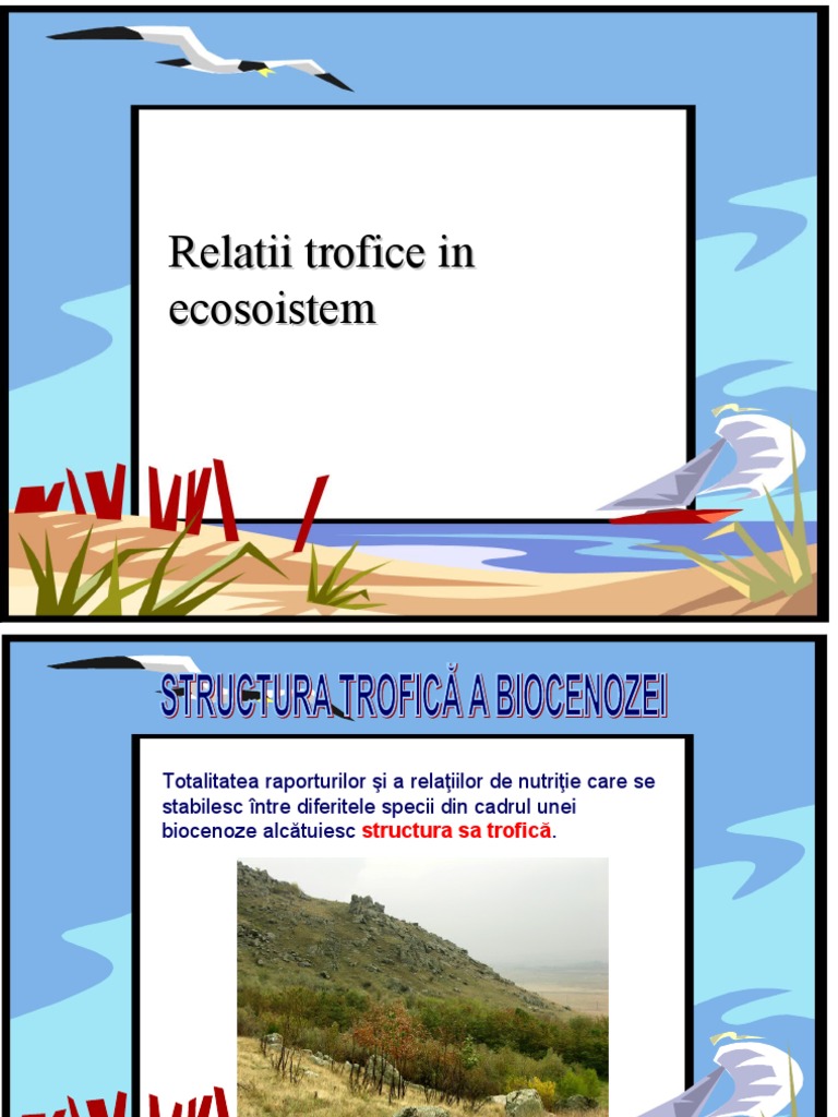 0 Relatii Trofice in Ecosistem | PDF