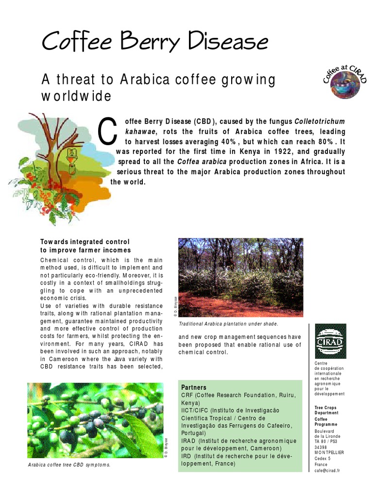 Coffee Berry Disease: A Threat To Arabica Coffee Growing Worldwide ...