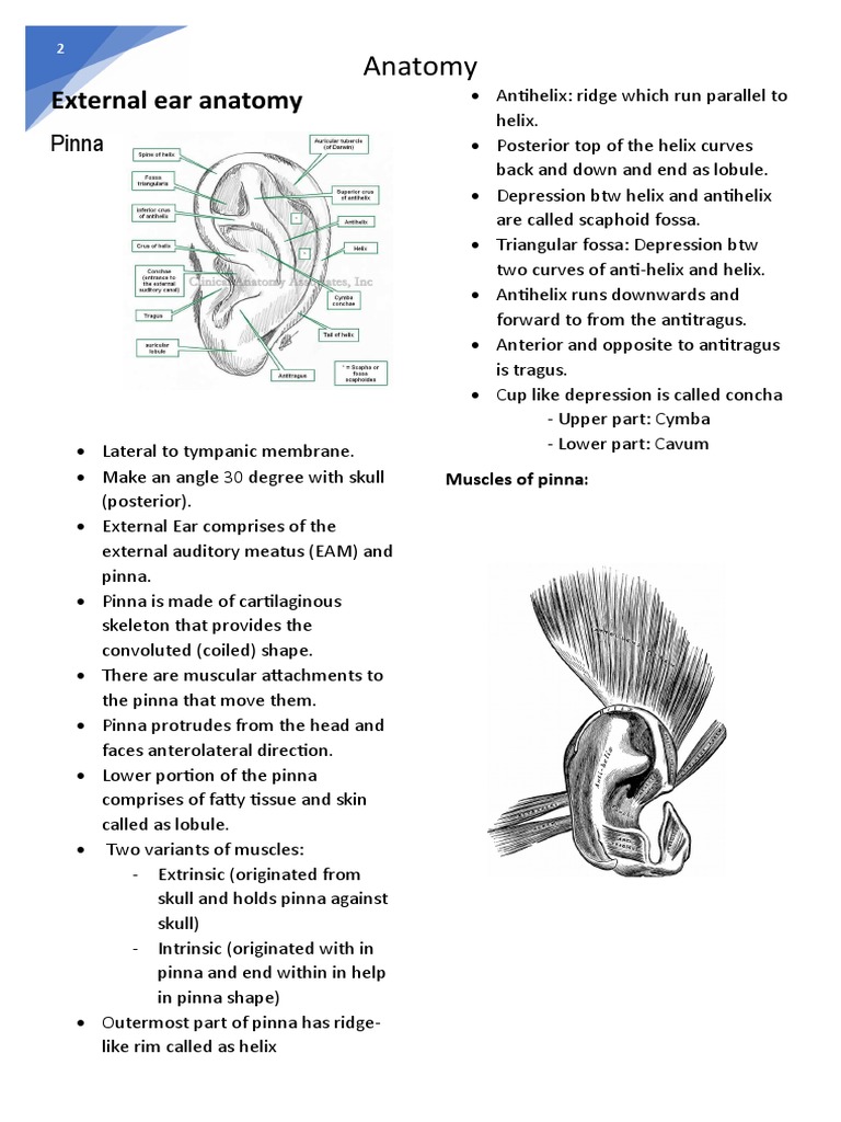 External Ear Anatomy | PDF | Ear | Skull