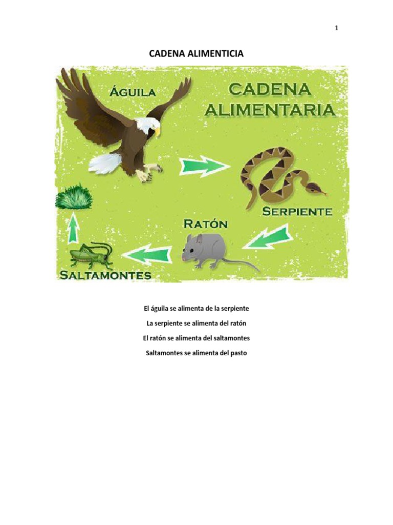 Tarea de Cadena Alimenticia | PDF