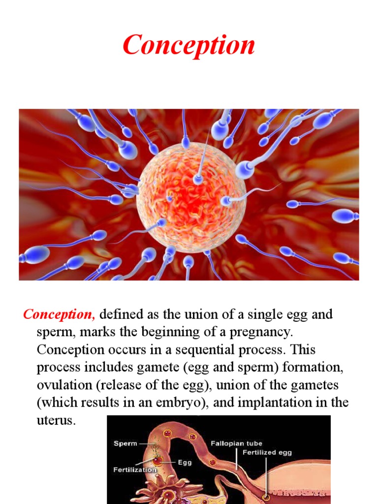 Fertilization Fetal Development | PDF | Implantation (Human Embryo ...