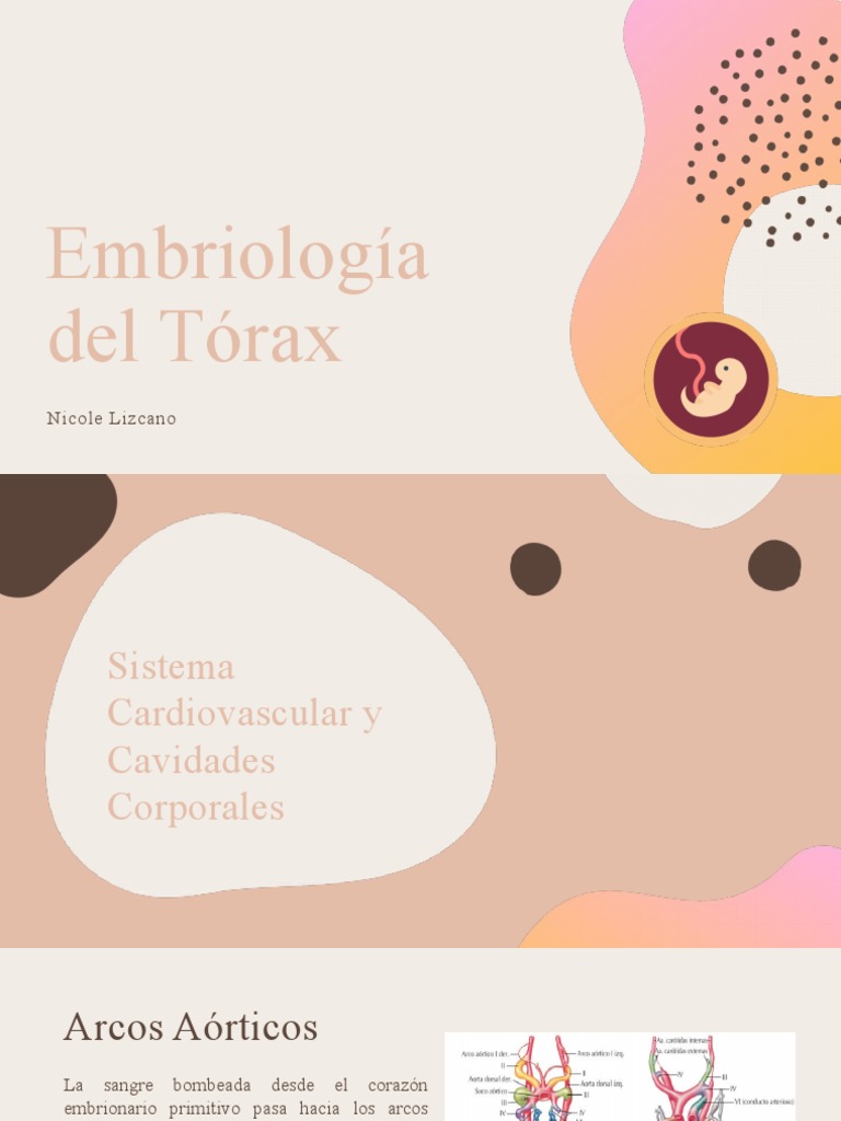 Embriología de Tórax | PDF | Feto | Corazón