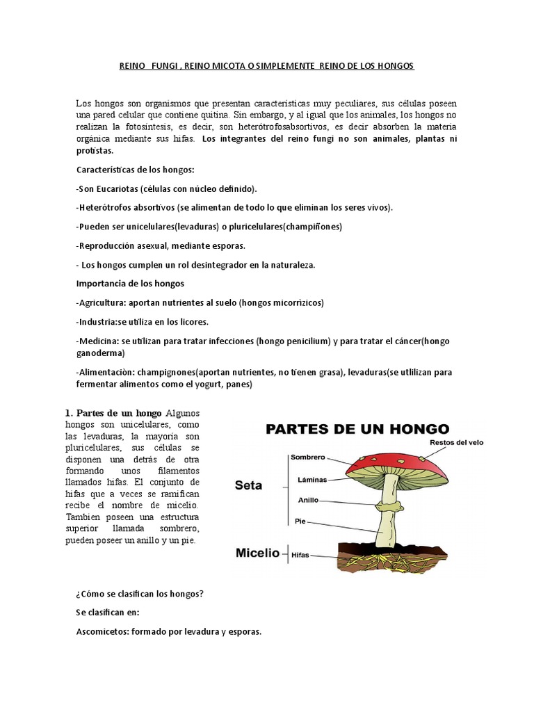 Reino Fungi o Reino de Los Hongos | PDF | Hongo | Levadura