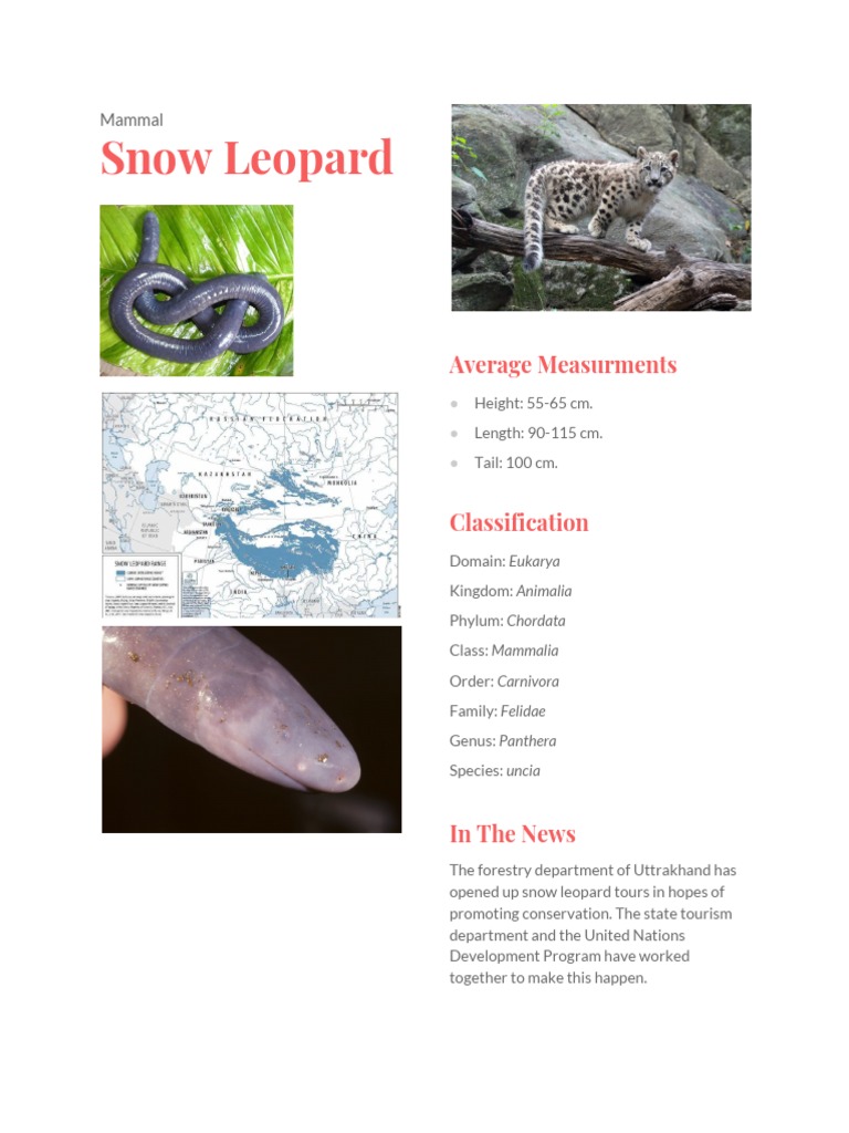 Snow Leopard | PDF | Felids | Cats