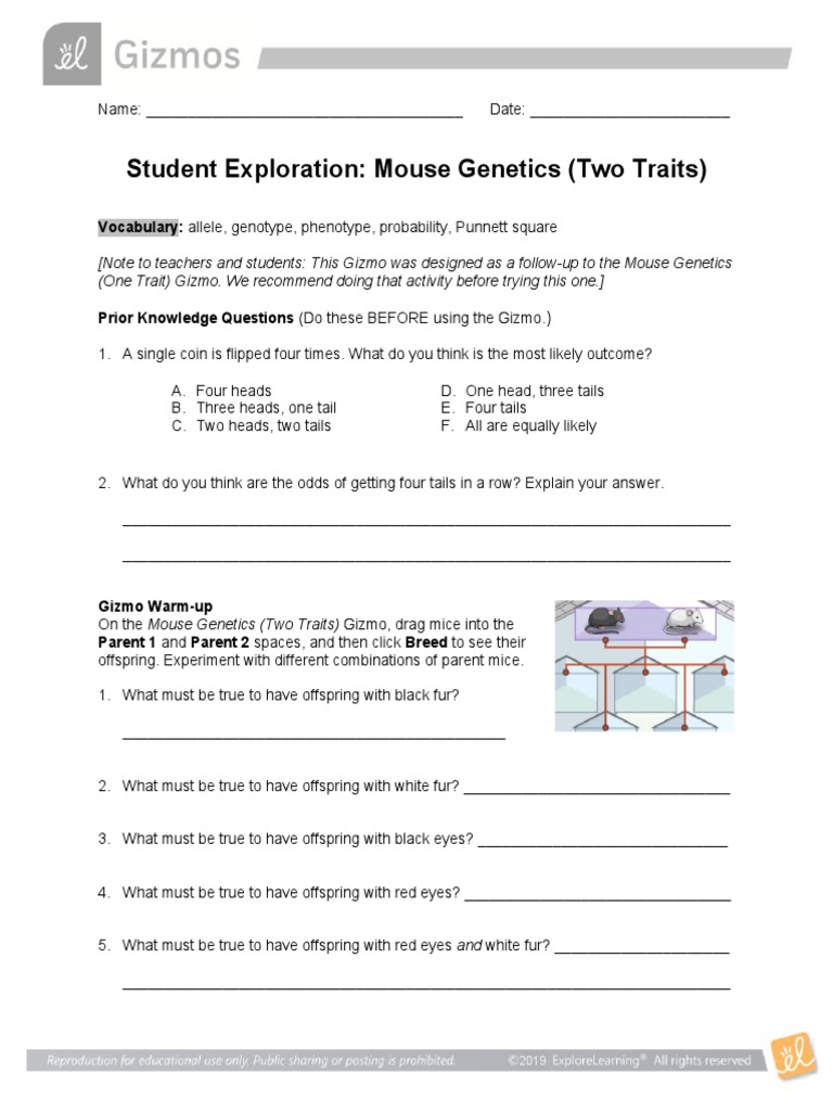 Student Exploration: Mouse Genetics (Two Traits) : Vocabulary: Allele ...