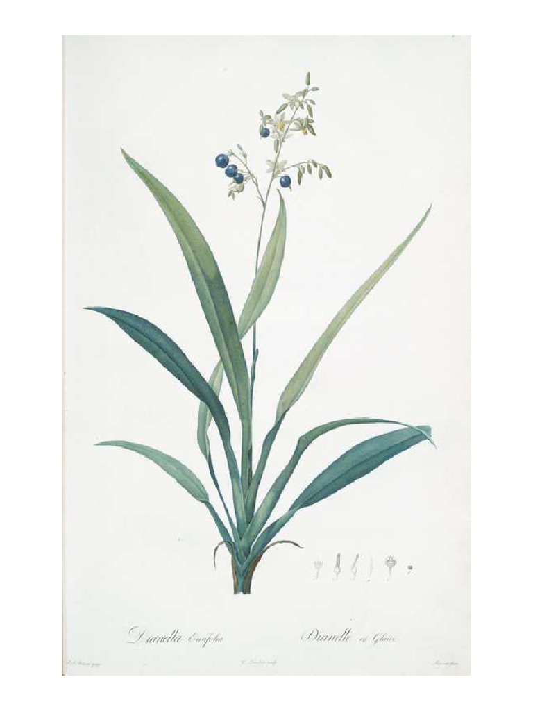 25 Free Botanical Prints PDF | PDF