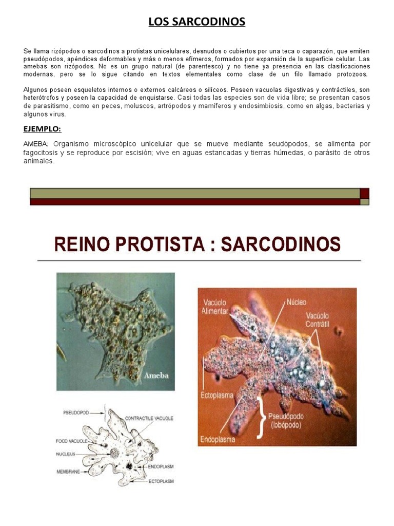 Características de los Sarcodinos | PDF | Ciencia y matemáticas