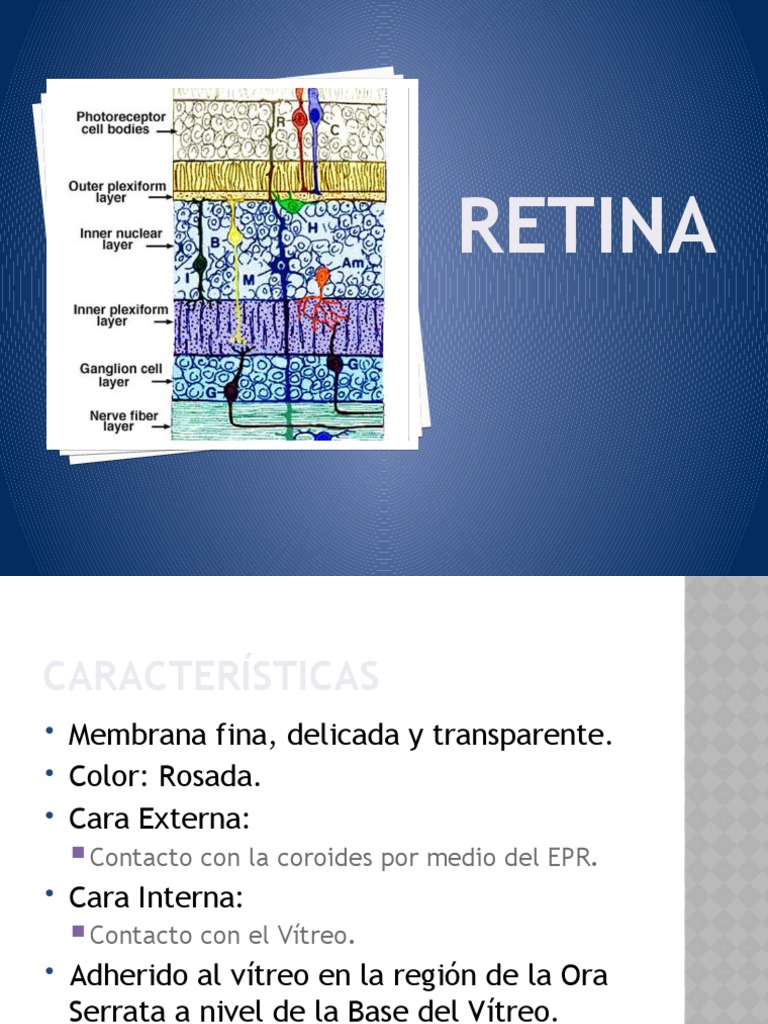 Anatomia de La Retina | PDF | Retina | Sodio