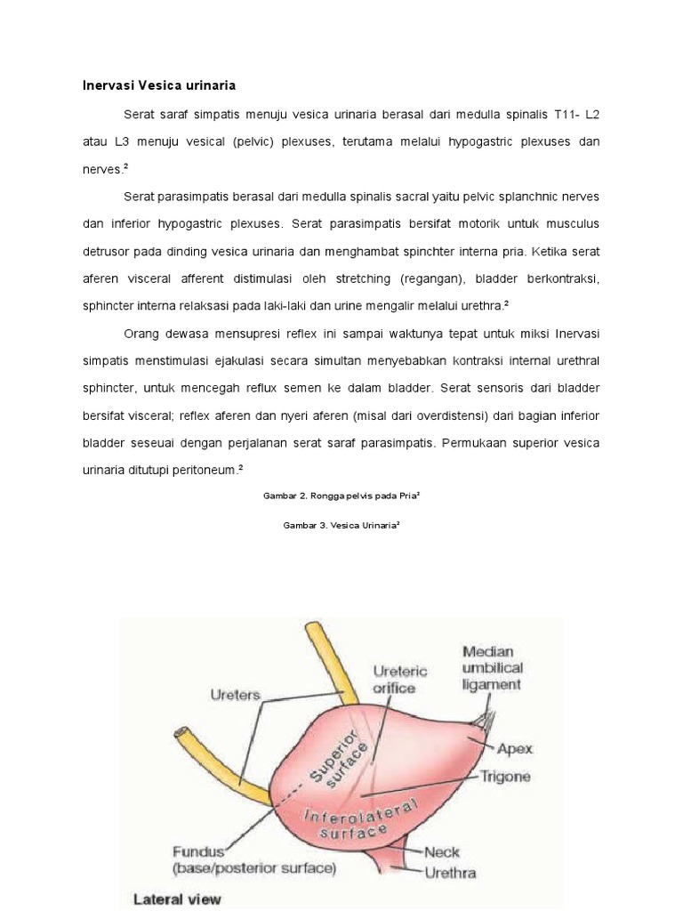 Inervasi Saraf Vesica Urinaria | PDF
