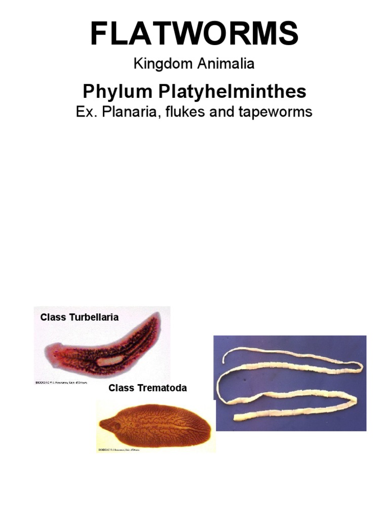 Flatworms: Phylum Platyhelminthes | PDF | Biology | Zoology