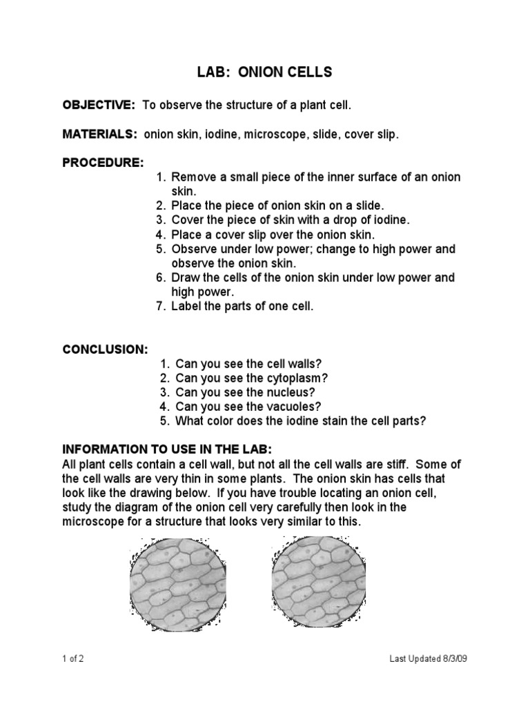 Lab: Onion Cells | PDF | Cell (Biology) | Staining