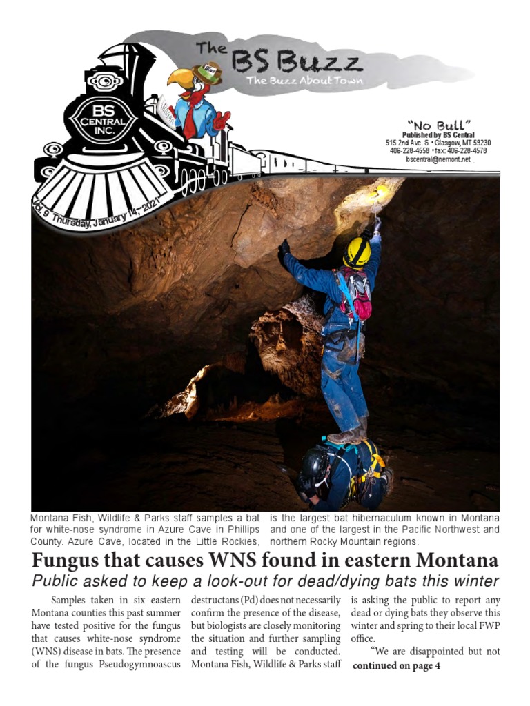 BS Buzz | PDF | Nature | Business