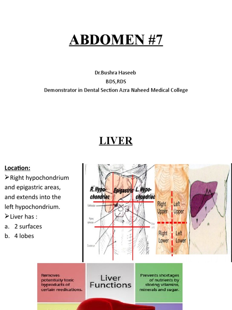 Abdomen #7: DR - Bushra Haseeb BDS, Rds Demonstrator in Dental Section ...
