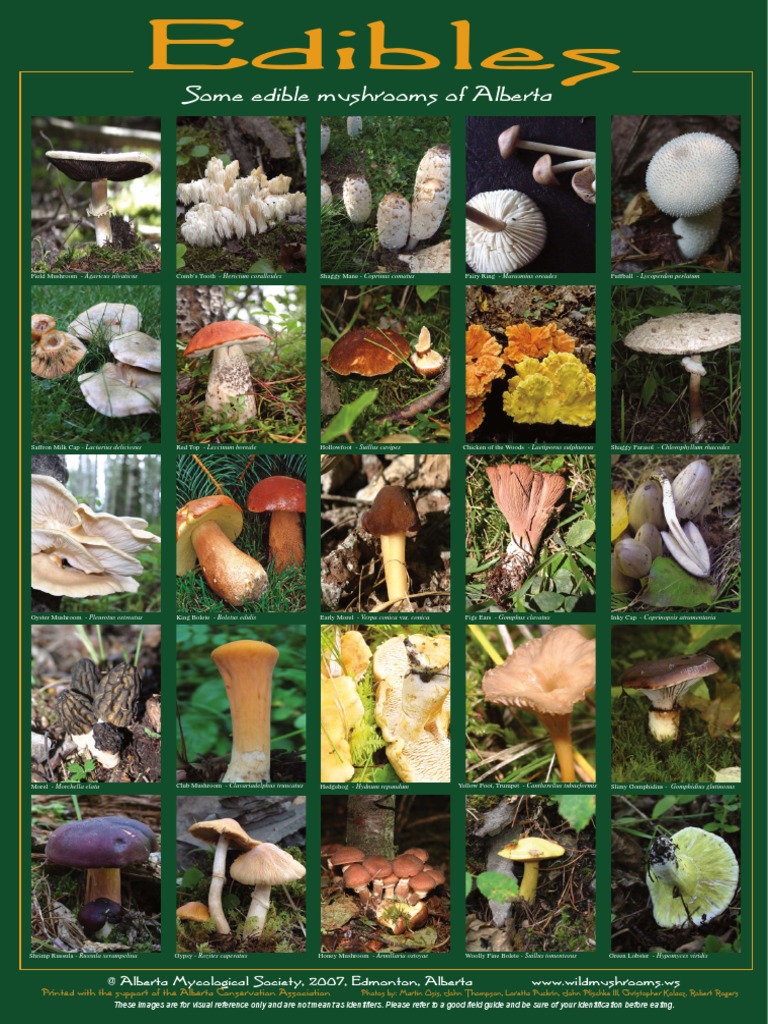 Edible Mushrooms of Alberta Guide | PDF
