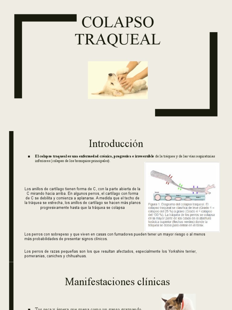 Colapso Traqueal | PDF | Tos | Sistema respiratorio