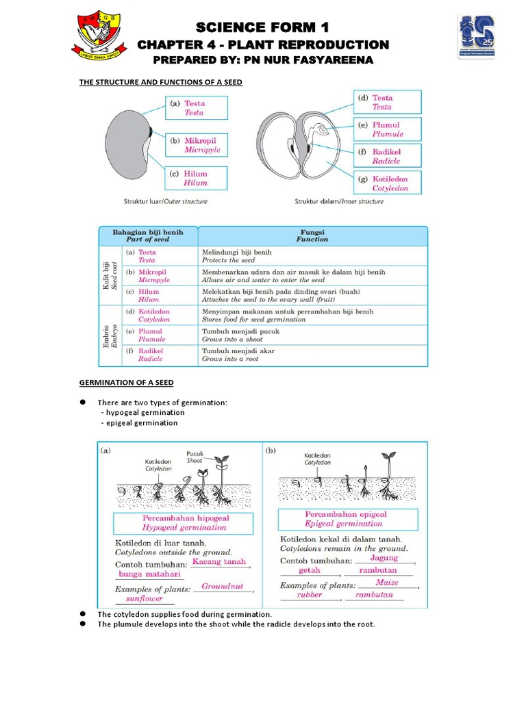 Science Form 1: Chapter 4 - Plant Reproduction | PDF