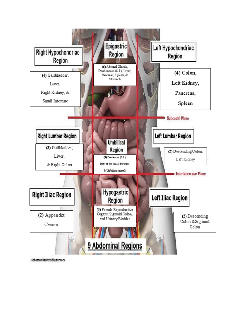 Colon,: Left Kidney, Pancreas, Spleen | PDF | Abdomen ...