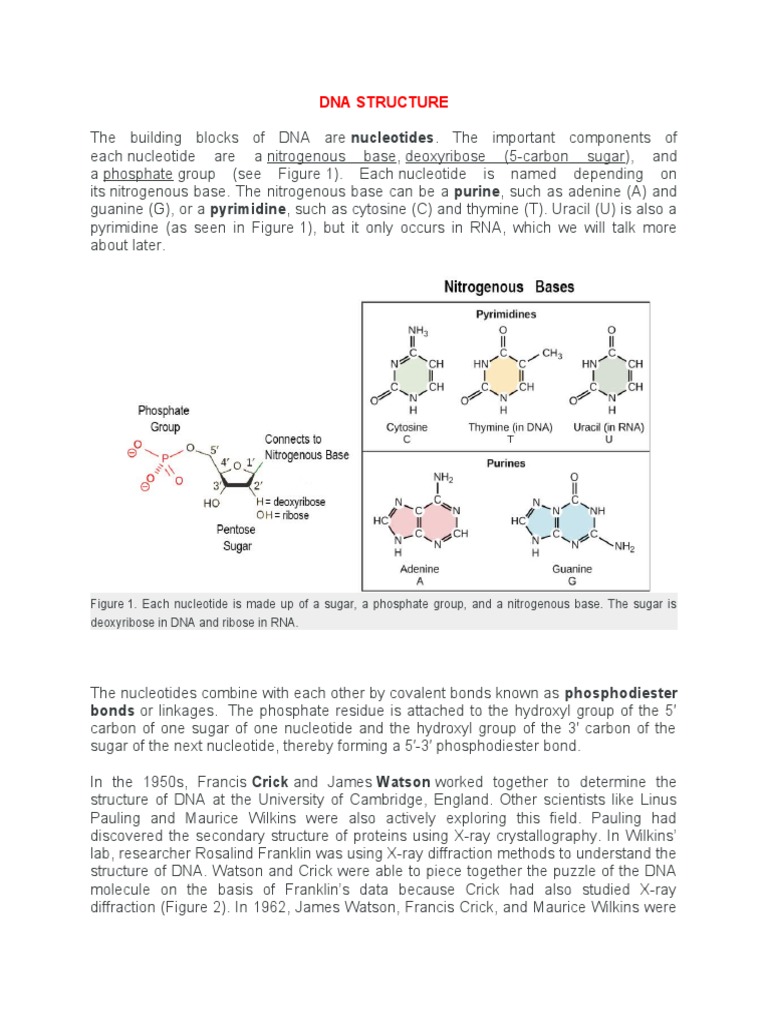 Dna Structure | PDF | Nucleotides | Dna