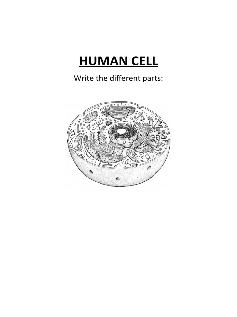 An Exploration of the Building Blocks of Life: A Breakdown of the ...
