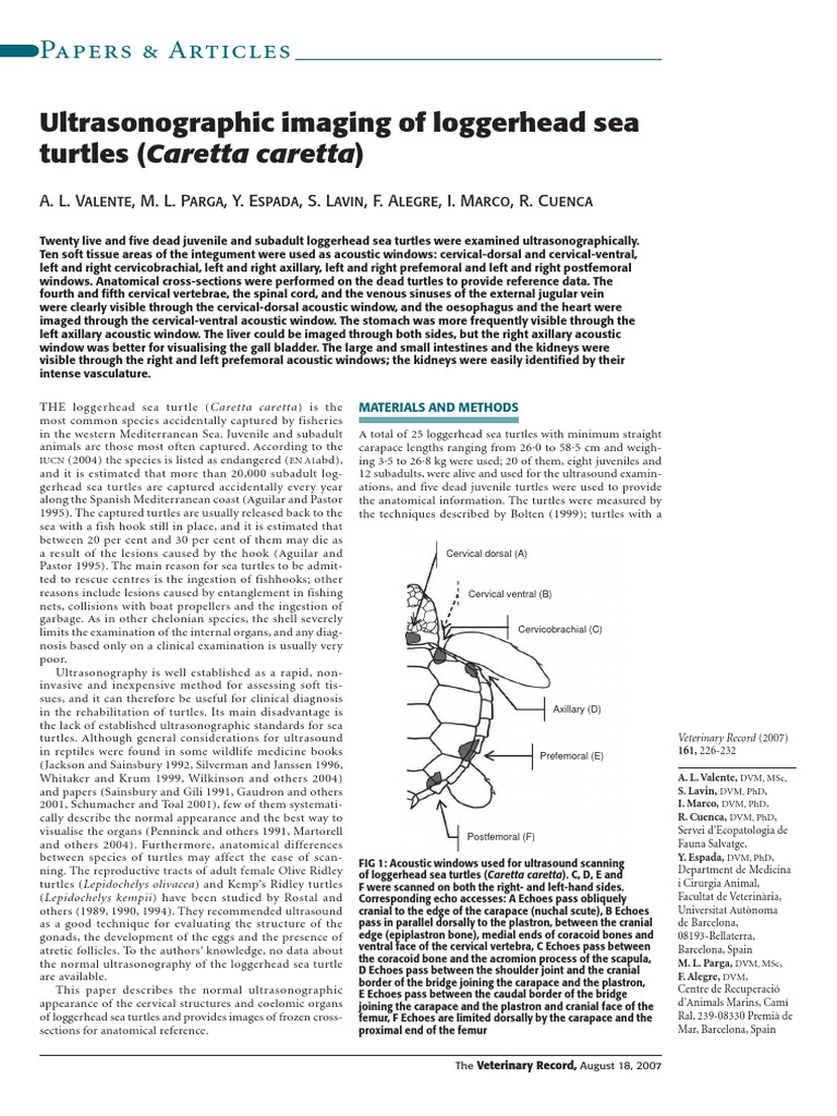 Ultrasonographic Imaging of Loggerhead Sea Turtles (Caretta caretta ...
