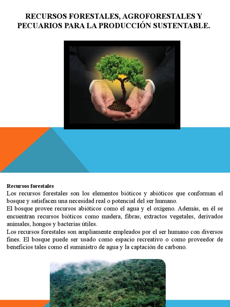 Recursos Forestales T | PDF | Selva | Los bosques