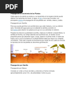 Necesidades de Las Plantas | PDF