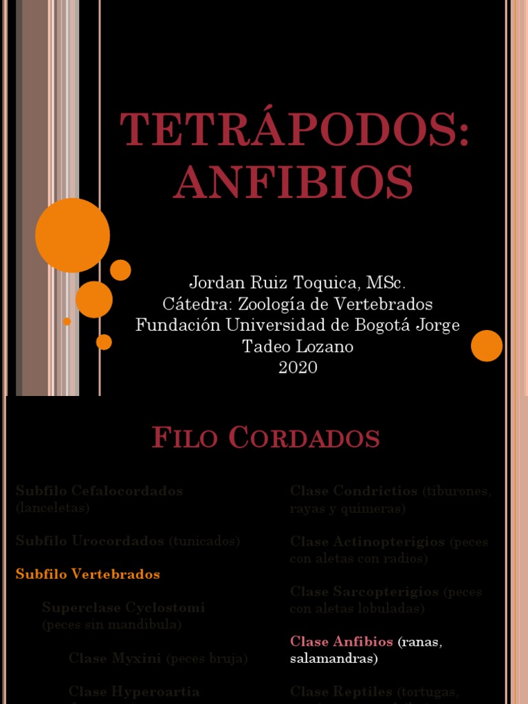 ZOOLOGÍA DE VERTEBRADOS Clase 5 Tetrápodos Anfibios | PDF | Anfibio ...