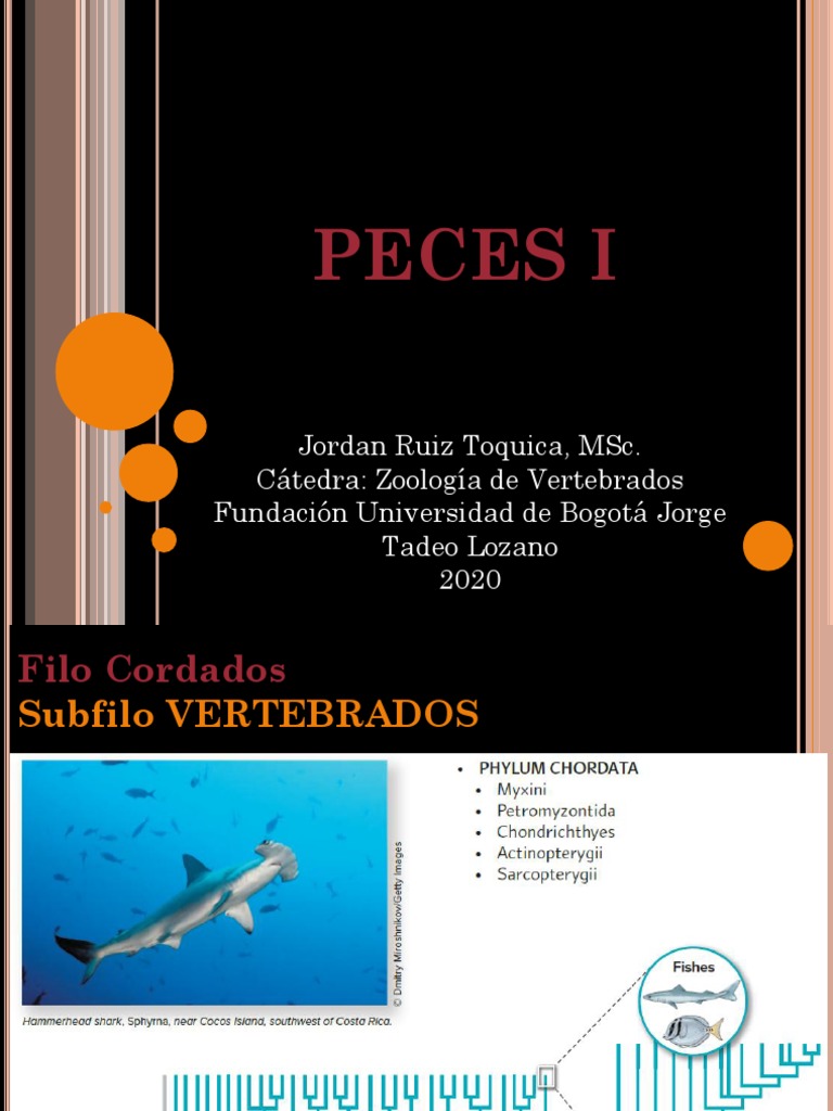 ZOOLOGÍA DE VERTEBRADOS Clase 3 Peces I PDF | PDF | Vertebrados | Pescado