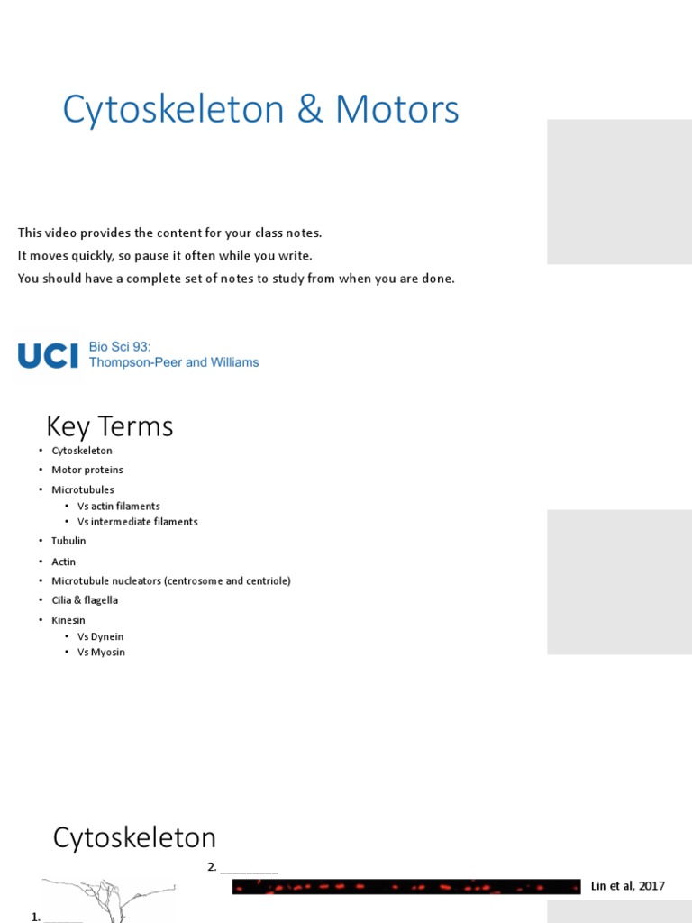 06 Cytoskeleton 2020 Notes | PDF | Cytoskeleton | Microscopy