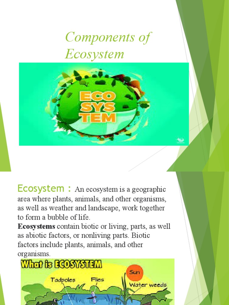 Components of Ecosystem | PDF | Ecosystem | Decomposition