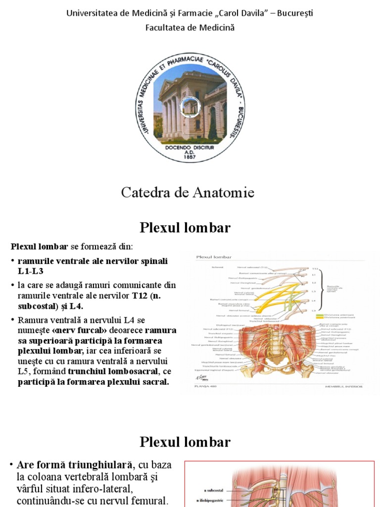 Plex Lombar | PDF