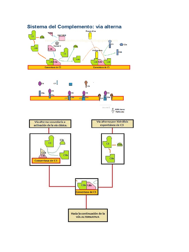 Vía Alterna Del Sistema Del Complemento | PDF