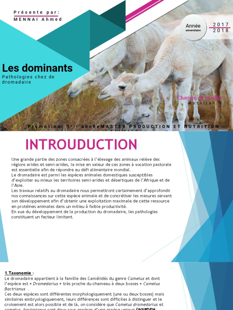 Dromadaire | PDF | Rage (maladie) | Chameau