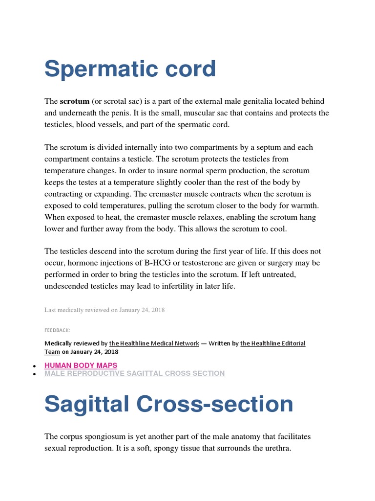 Anatomy of Male Reproduction: The Role of the Vas Deferens | PDF ...