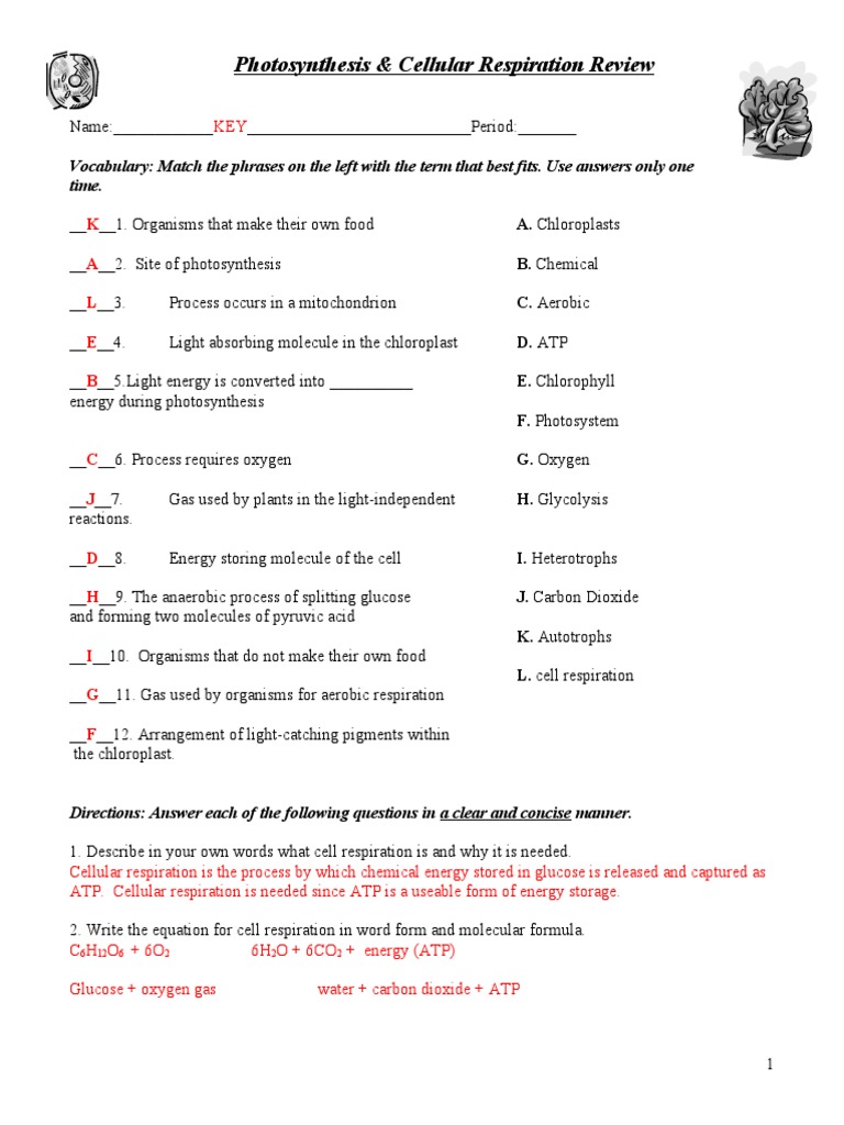 Photosynthesis & Respiration Review | PDF | Cellular Respiration ...